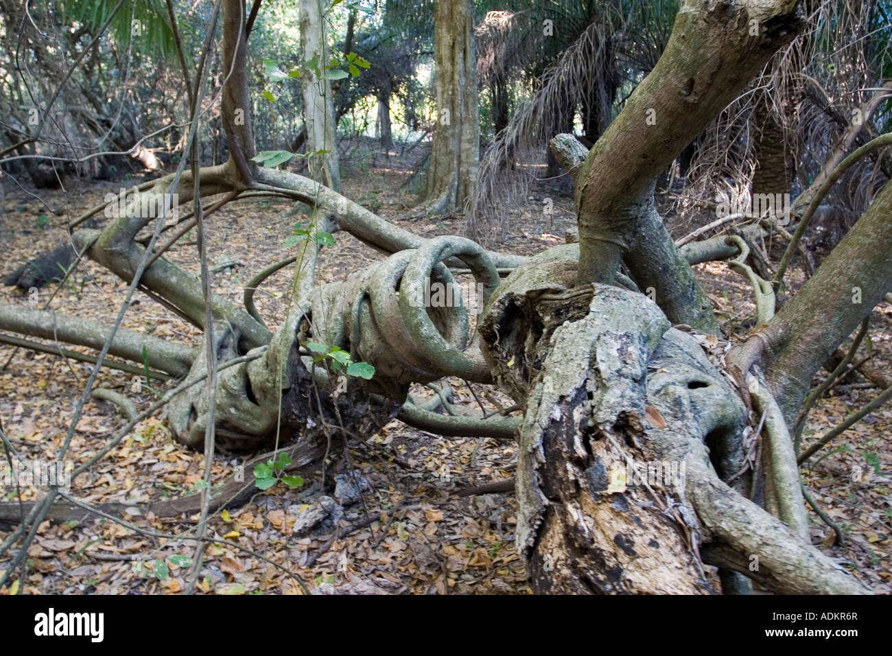 A Dead Strangle Fig Tree Stock Photo - Alamy