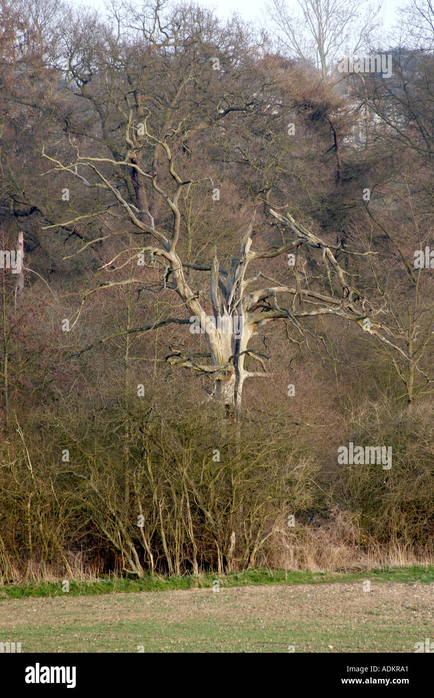 Old dead oak tree hi-res stock photography and images - Alamy