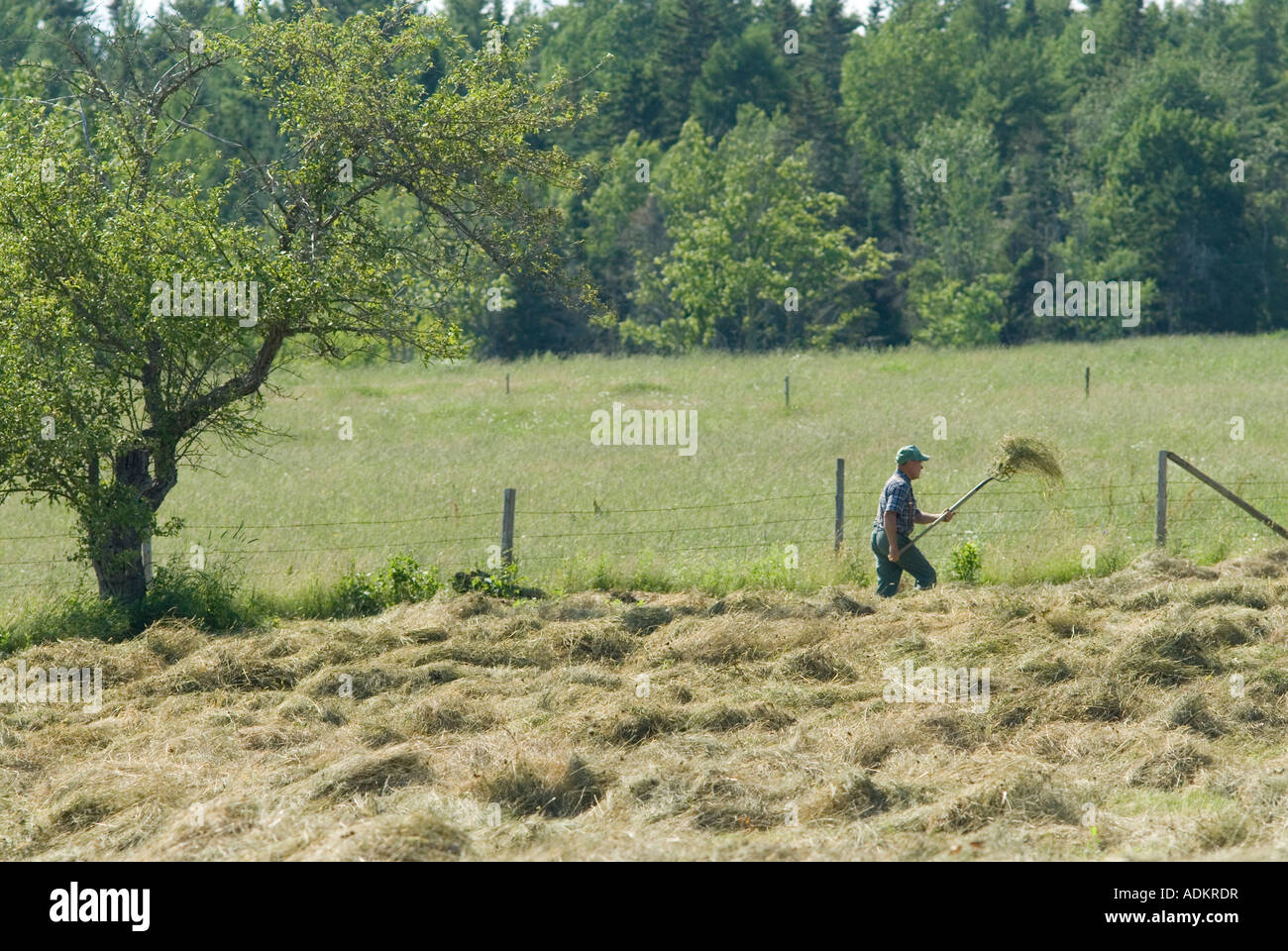 Farmer turning hay to dry it near Gagetown New Brunswick Canada Stock ...