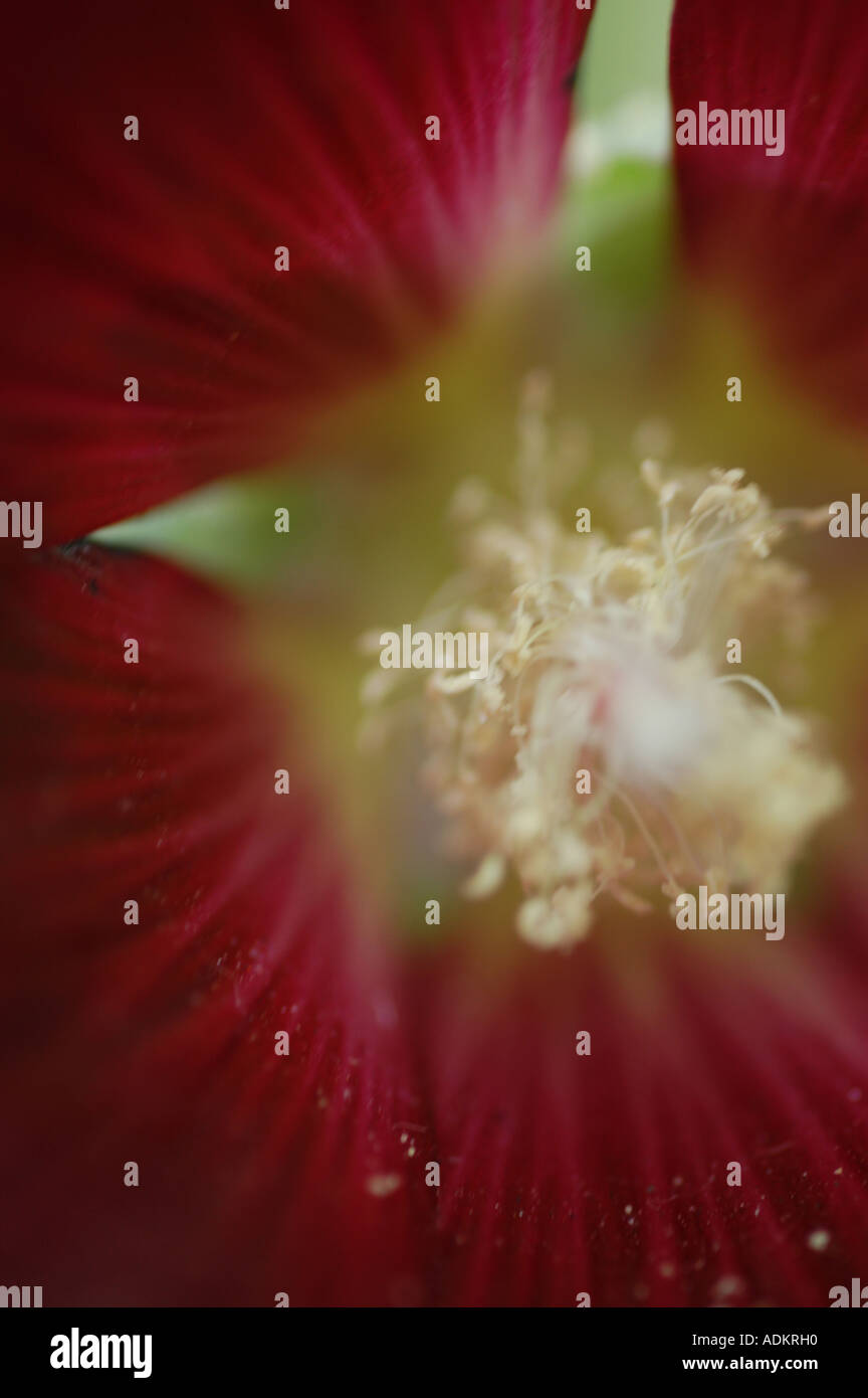 abstract red flower Stock Photo - Alamy