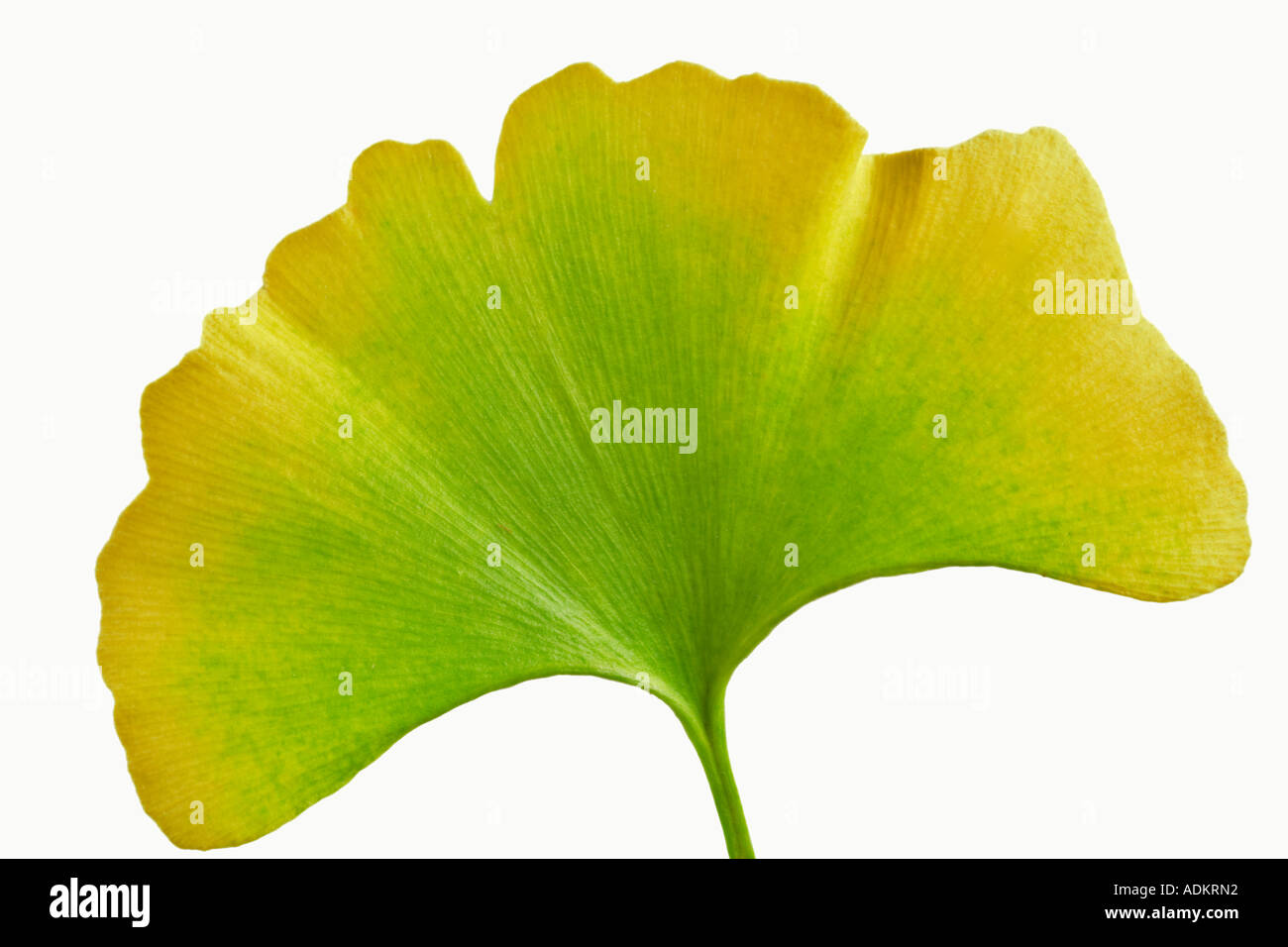 Oregon color change Cut Out Stock Images & Pictures - Alamy