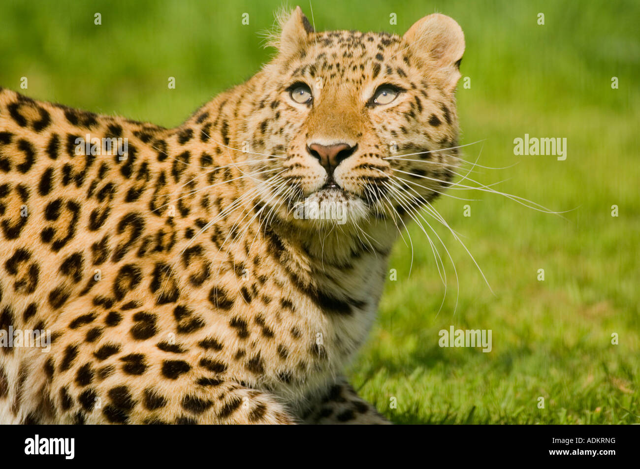 Leopard skin coat hi-res stock photography and images - Alamy