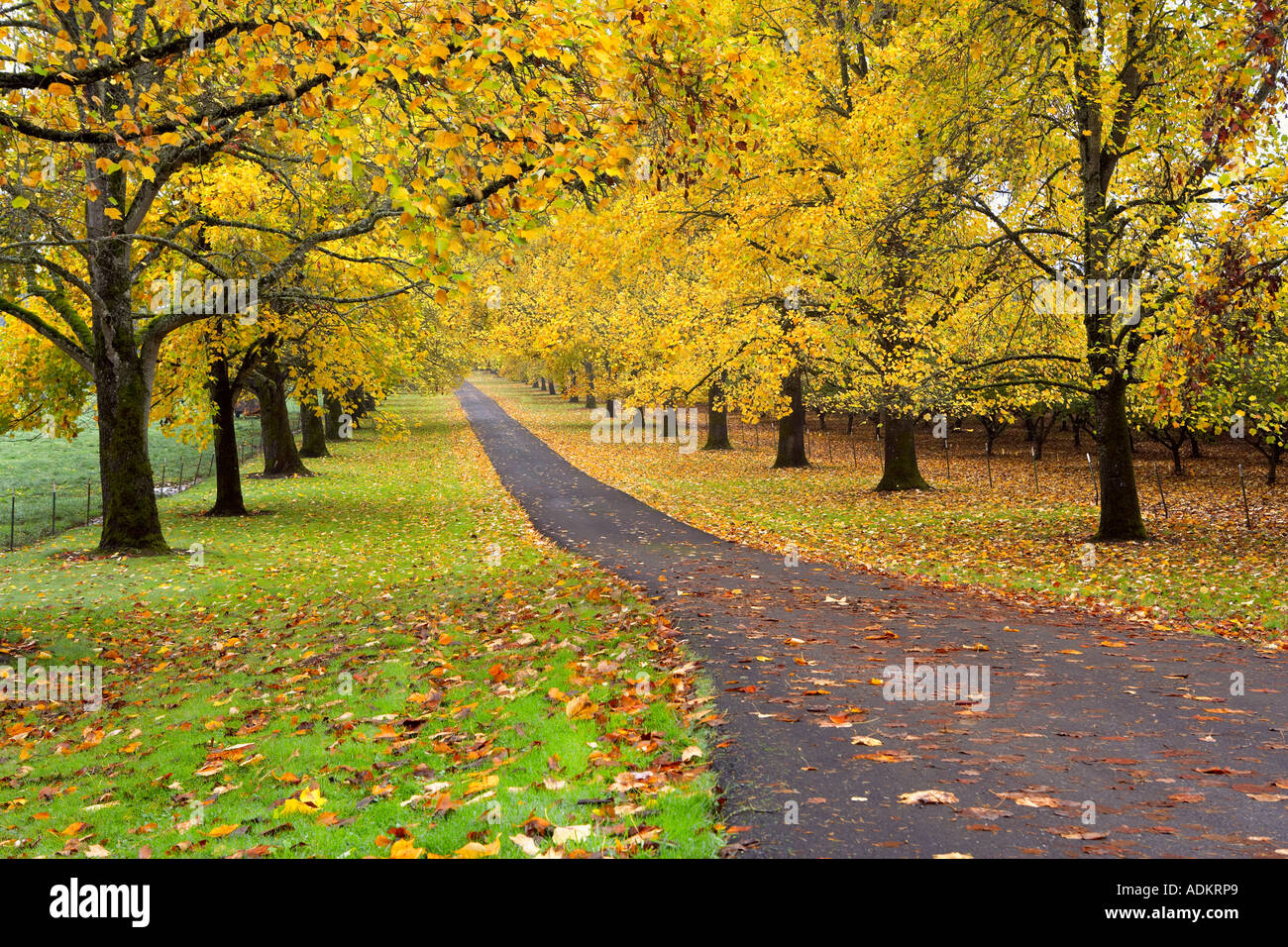 Maple Lined Driveway With Trees