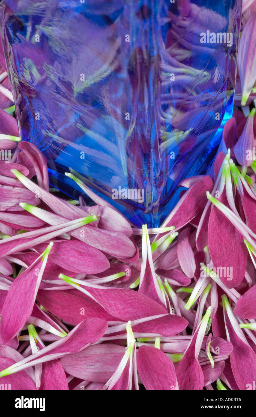 Blue flower still life hi-res stock photography and images - Alamy