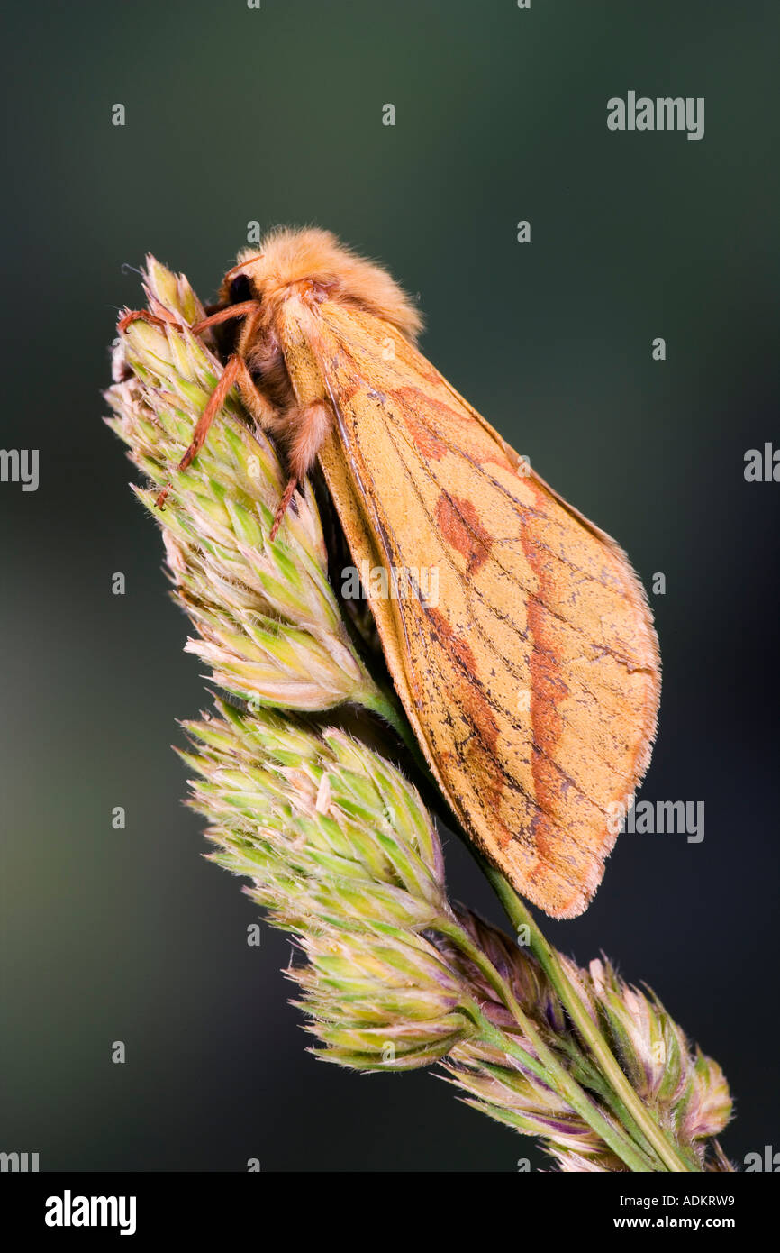 Female Ghost Moth Hepialus humuli resting on grass with nice out of ...