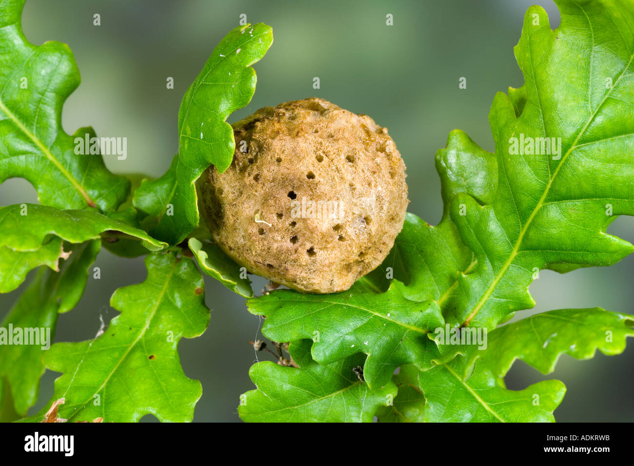 Gall wasp hi-res stock photography and images - Alamy
