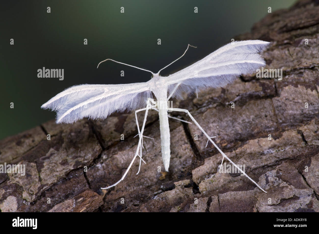Moth close up plume hi-res stock photography and images - Alamy