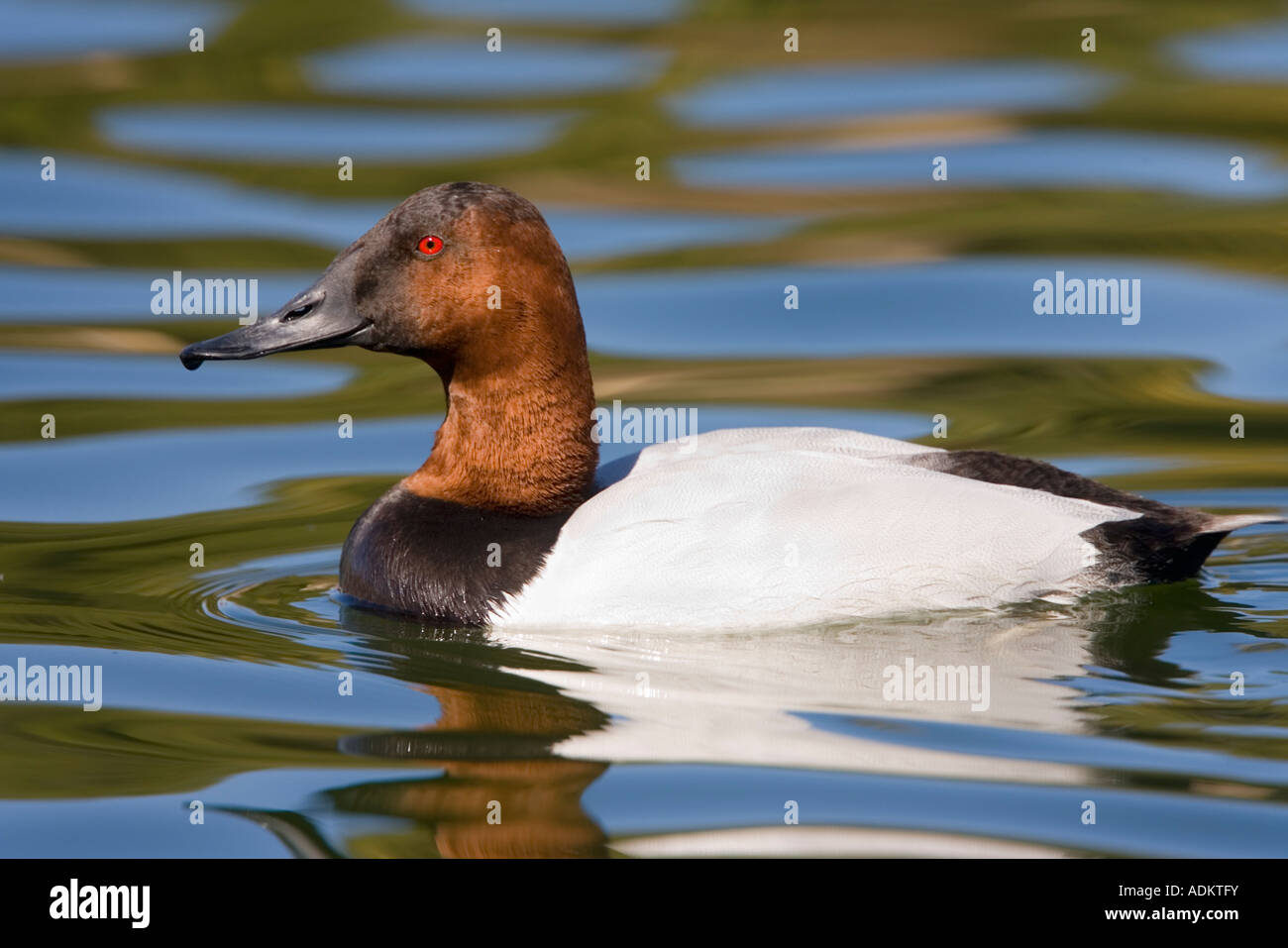 Canvasback duck flying hi-res stock photography and images - Alamy