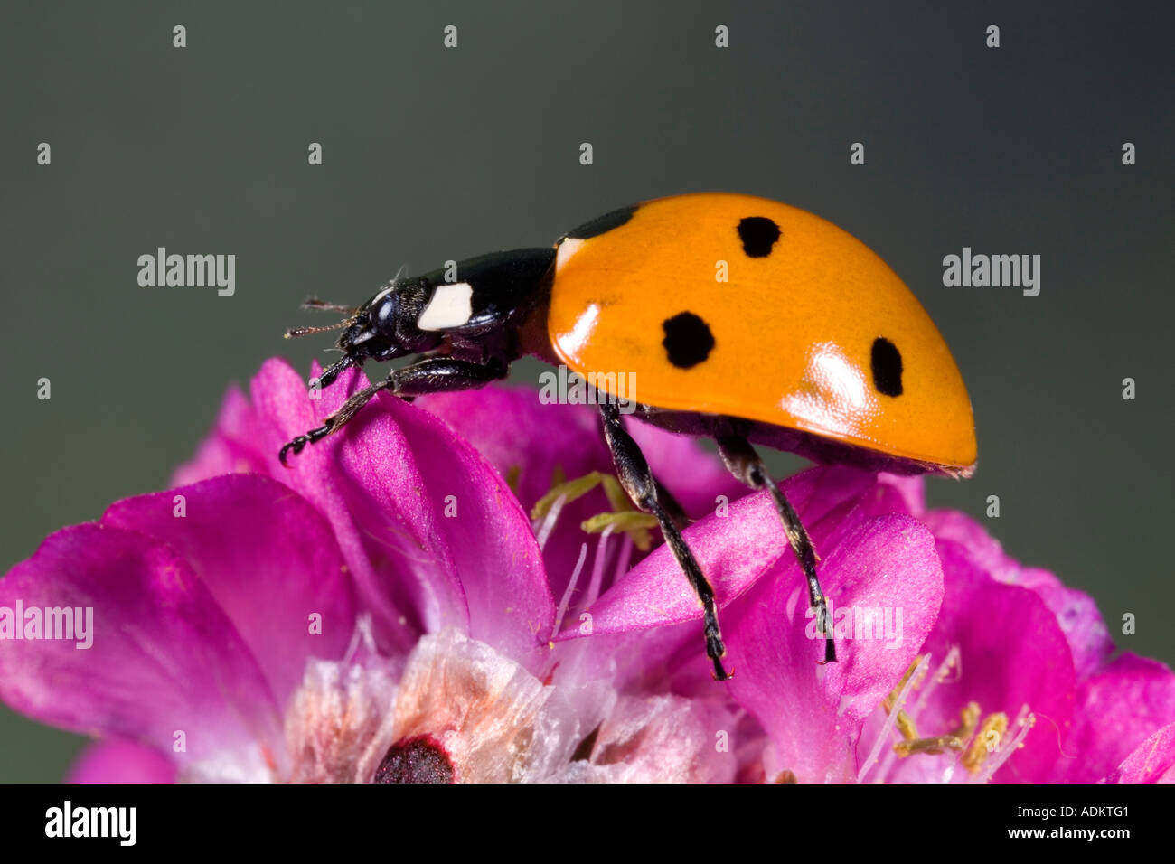 Seven punctata hi-res stock photography and images - Alamy