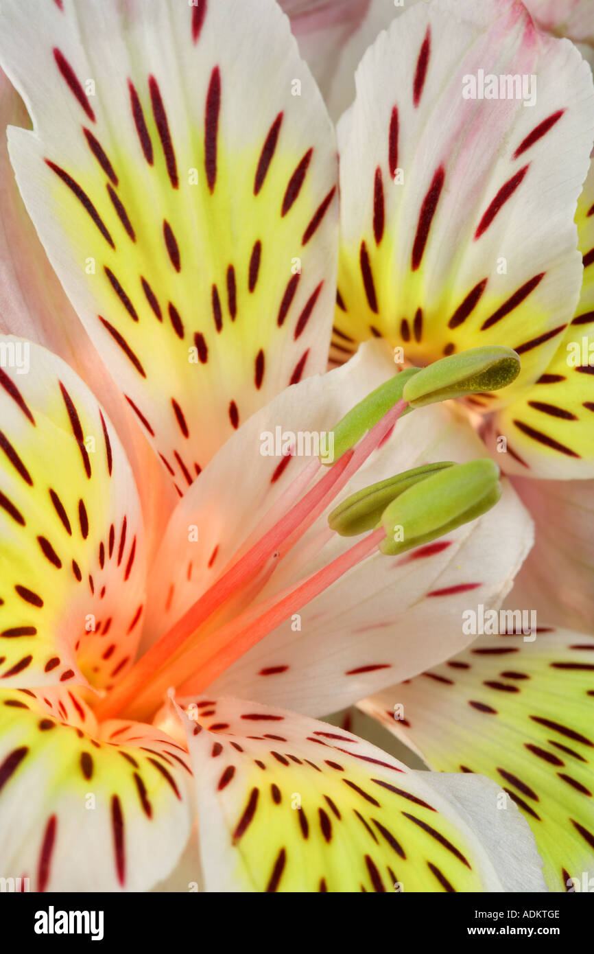 Alstroemeria blooms hi-res stock photography and images - Alamy