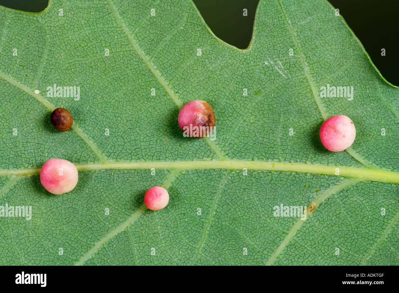 Spangle galls on oak leaf potton bedfordshire Stock Photo - Alamy