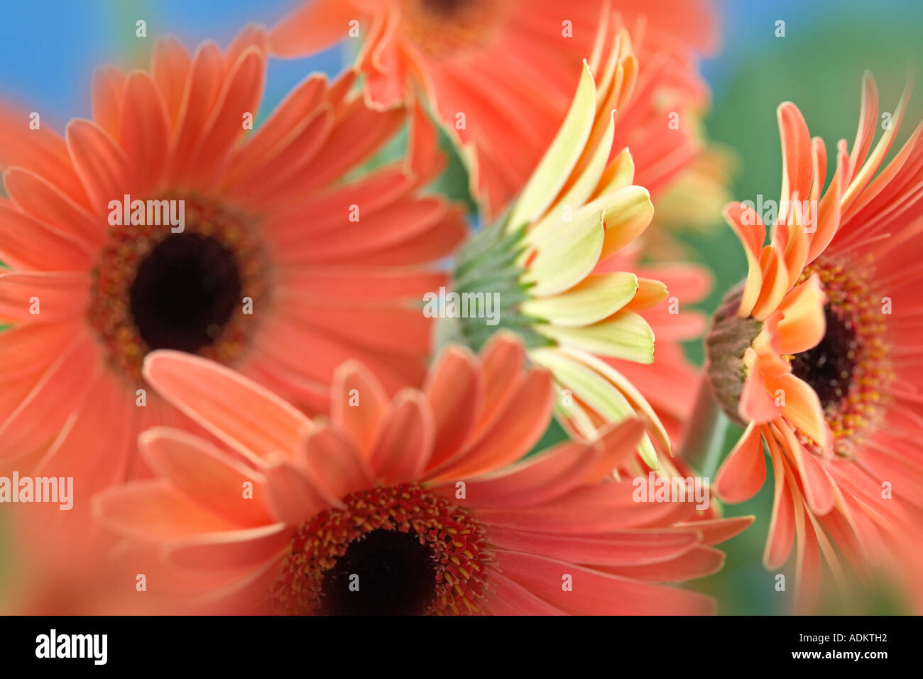 Closeup gerbera daisy flowers hi-res stock photography and images - Alamy