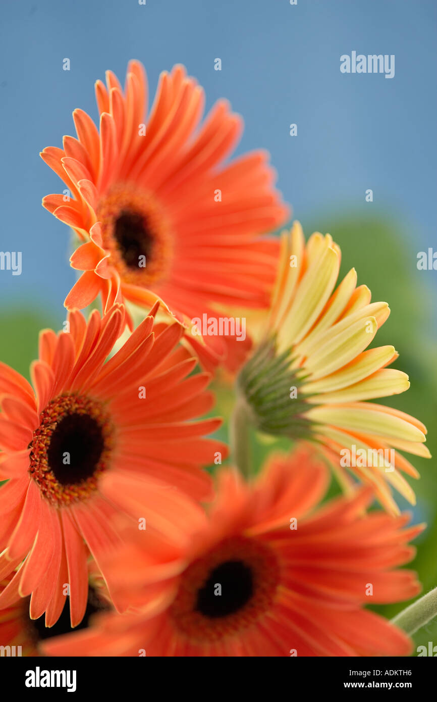 Gerbera Flower close up Stock Photo - Alamy