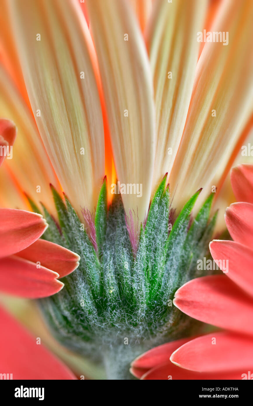 Gerbera Flower close up showing sepals and petals Stock Photo - Alamy