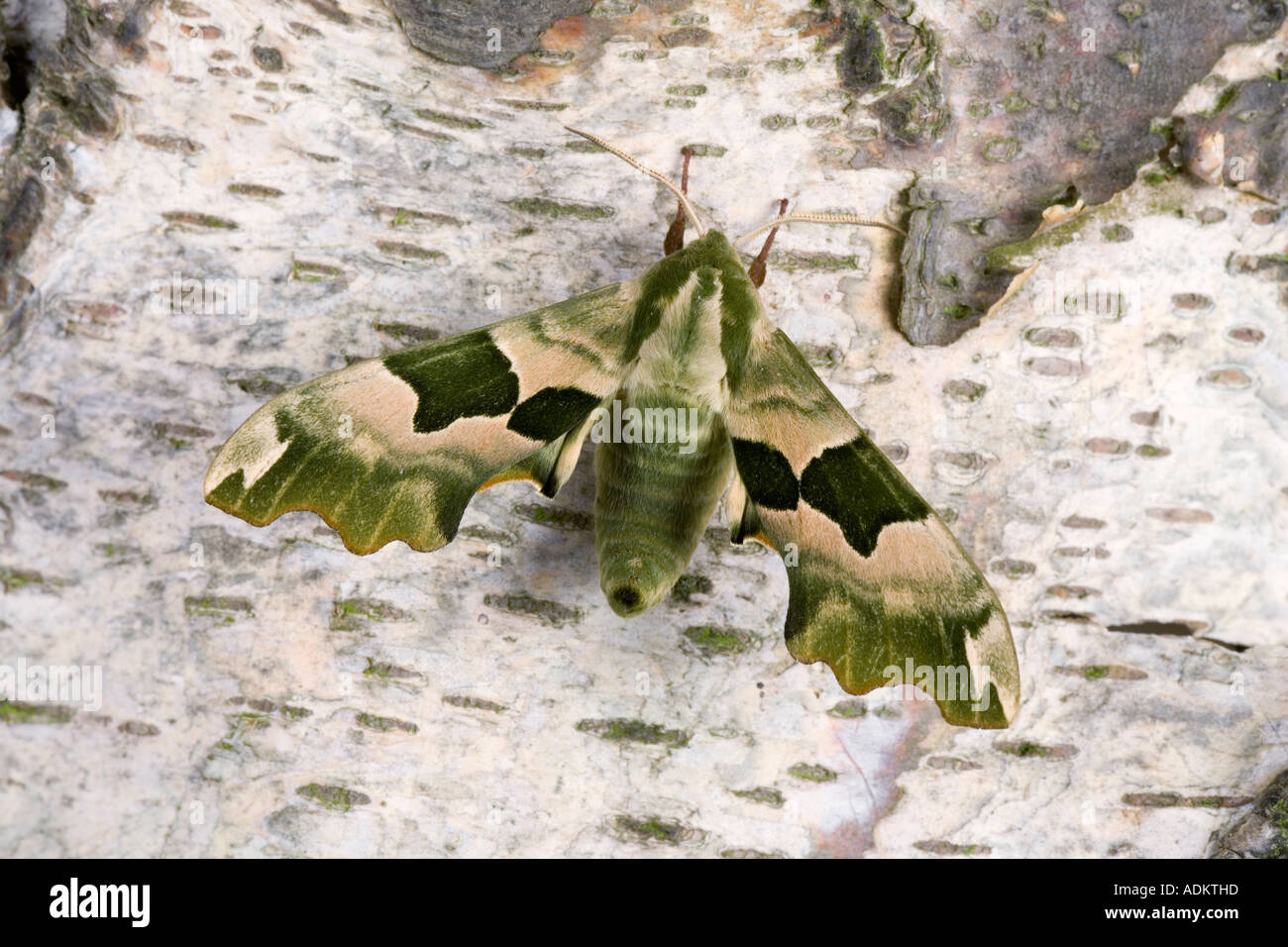 Lime Hawk moth Mimas tiliae at rest on bark showing markings potton ...