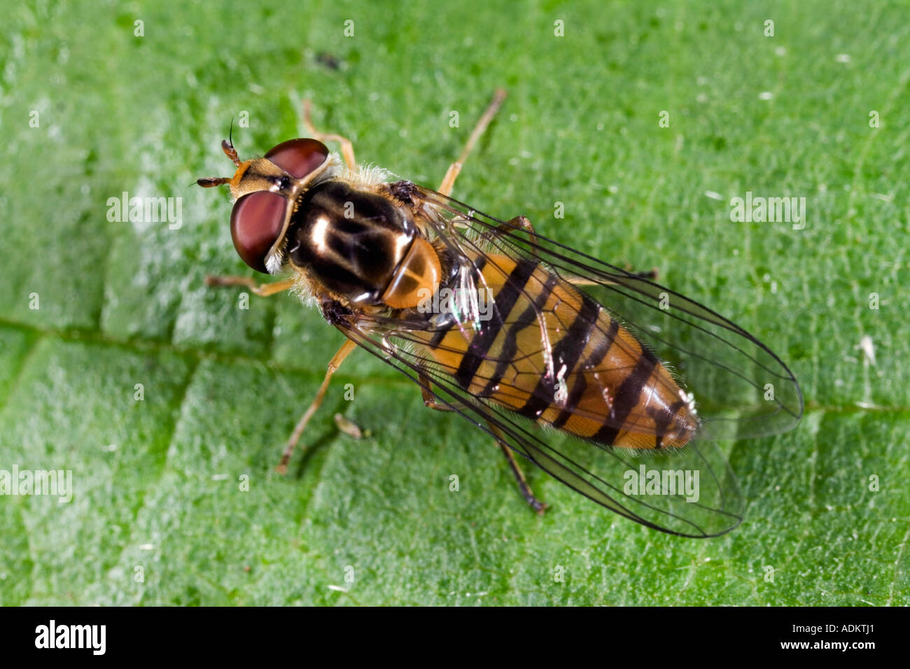 Episyrphus balteatus at rest on leaf showing markings and detail potton ...