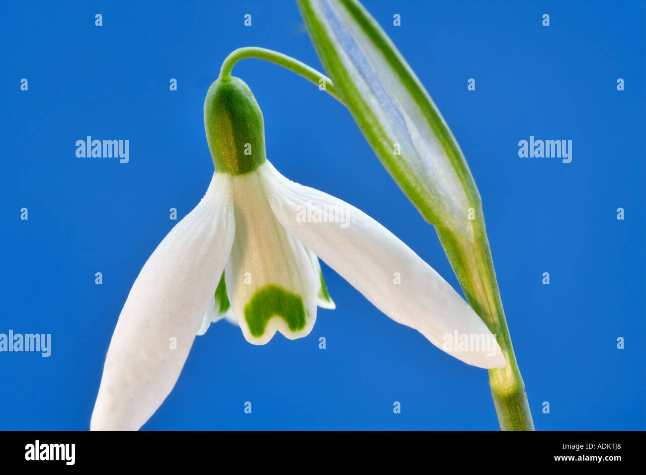 Snowdrop magnet hi-res stock photography and images - Alamy
