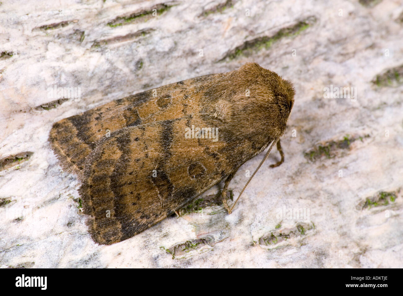 Square spot Rustic Xestia xanthographa at rest on log showing markings ...