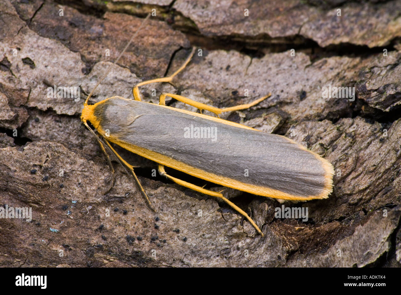 Common Footman Eilema lurideola at rest on bark showing markings and ...