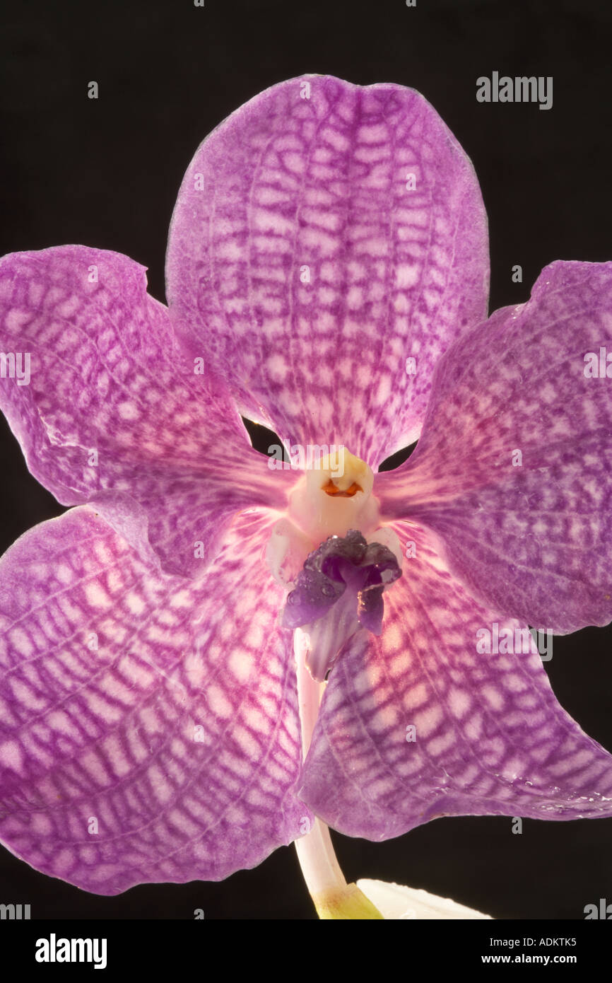 Vanda plant hi-res stock photography and images - Alamy