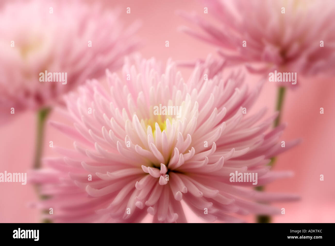 CB Cremone Spider Chrysanthemum Stock Photo - Alamy