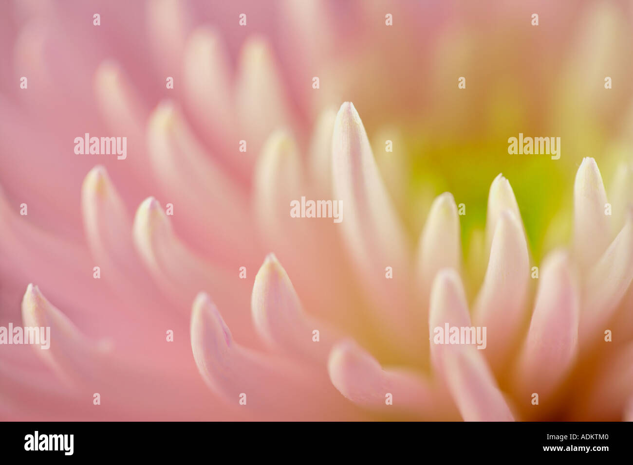 Cremone flower hi-res stock photography and images - Alamy