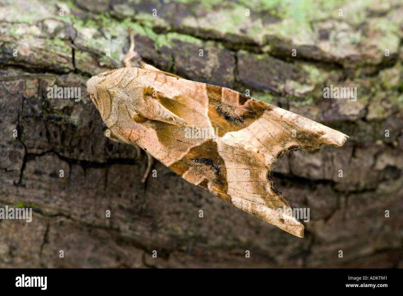 Angle Shades Phlogophora meticulosa at rest on log showing markings ...
