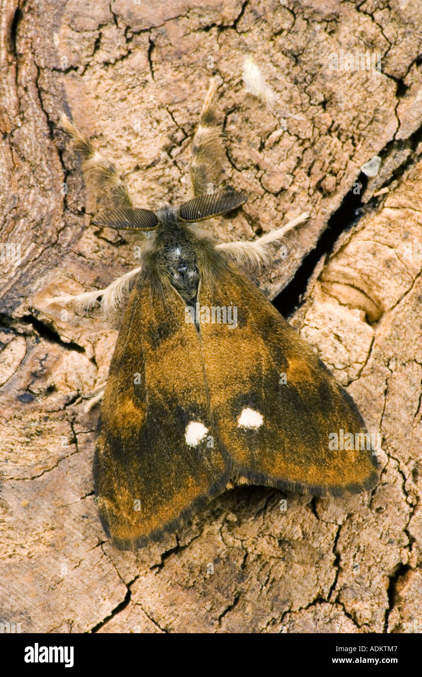 The Vapourer Orgyia antiqua at rest on log showing markings and detail ...