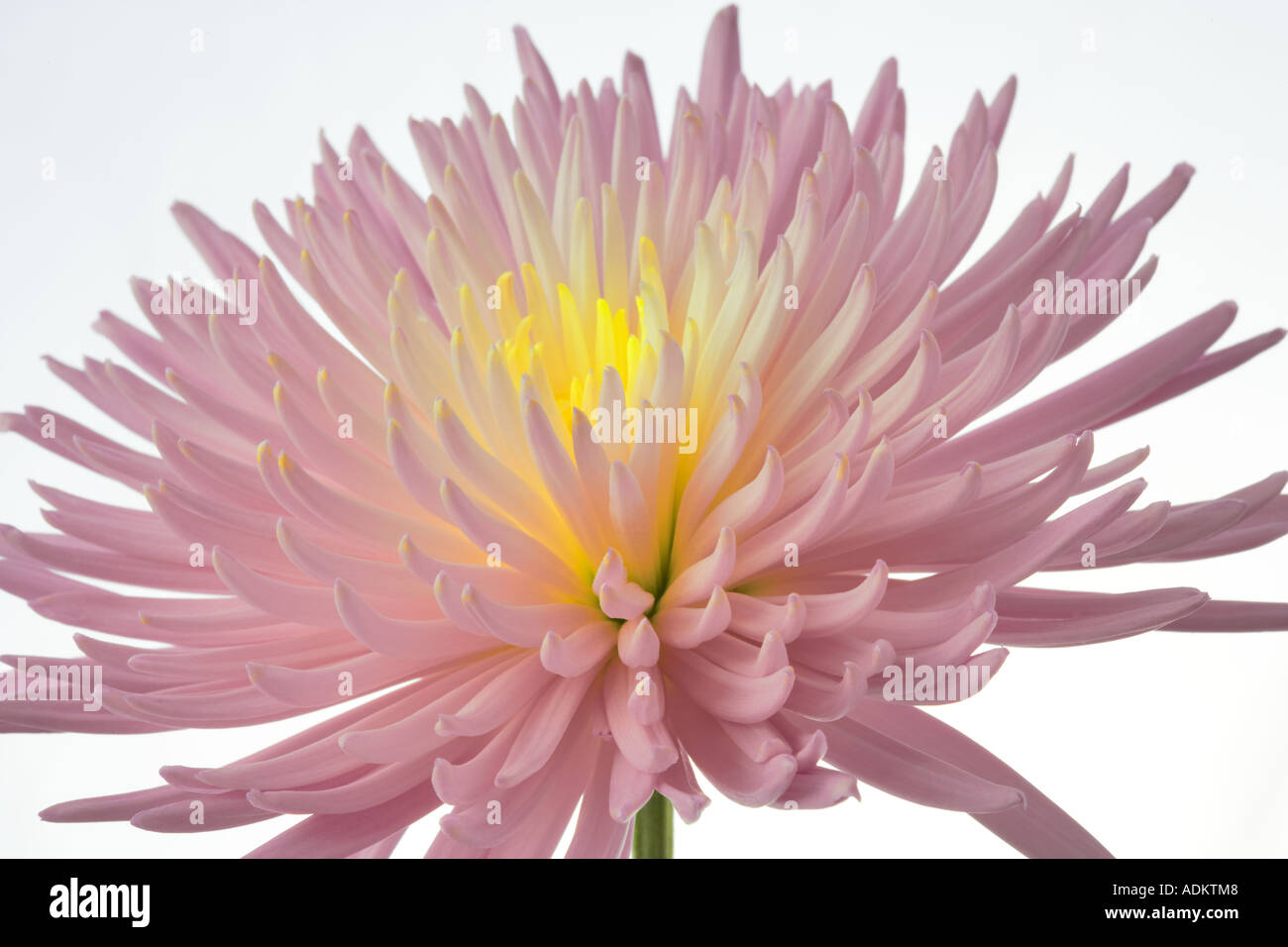 Close up cremone chrysanthemum flowers hi-res stock photography and ...