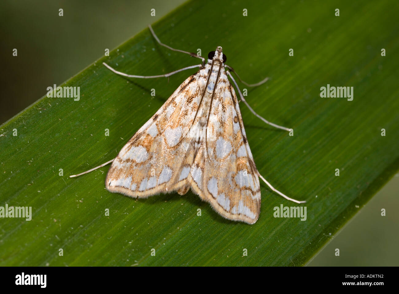 Brown China mark Elophila nymphaeata at rest on leaf showing markings ...