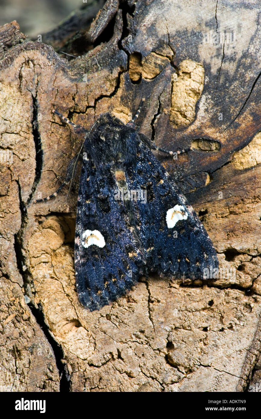Dot moth hi-res stock photography and images - Alamy