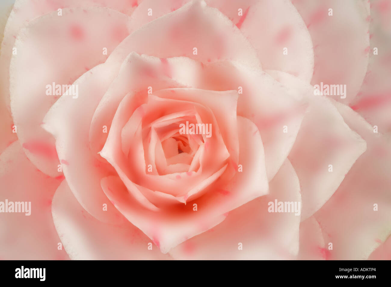 Roset hi-res stock photography and images - Alamy