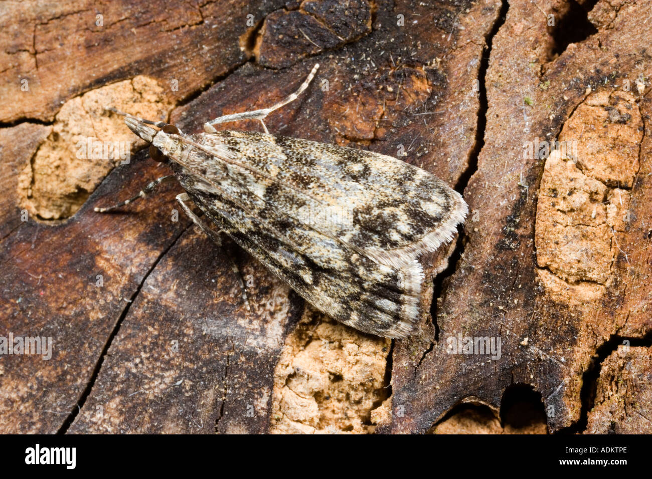 Scoparia pyralella at rest on log showing markings and detail Potton ...