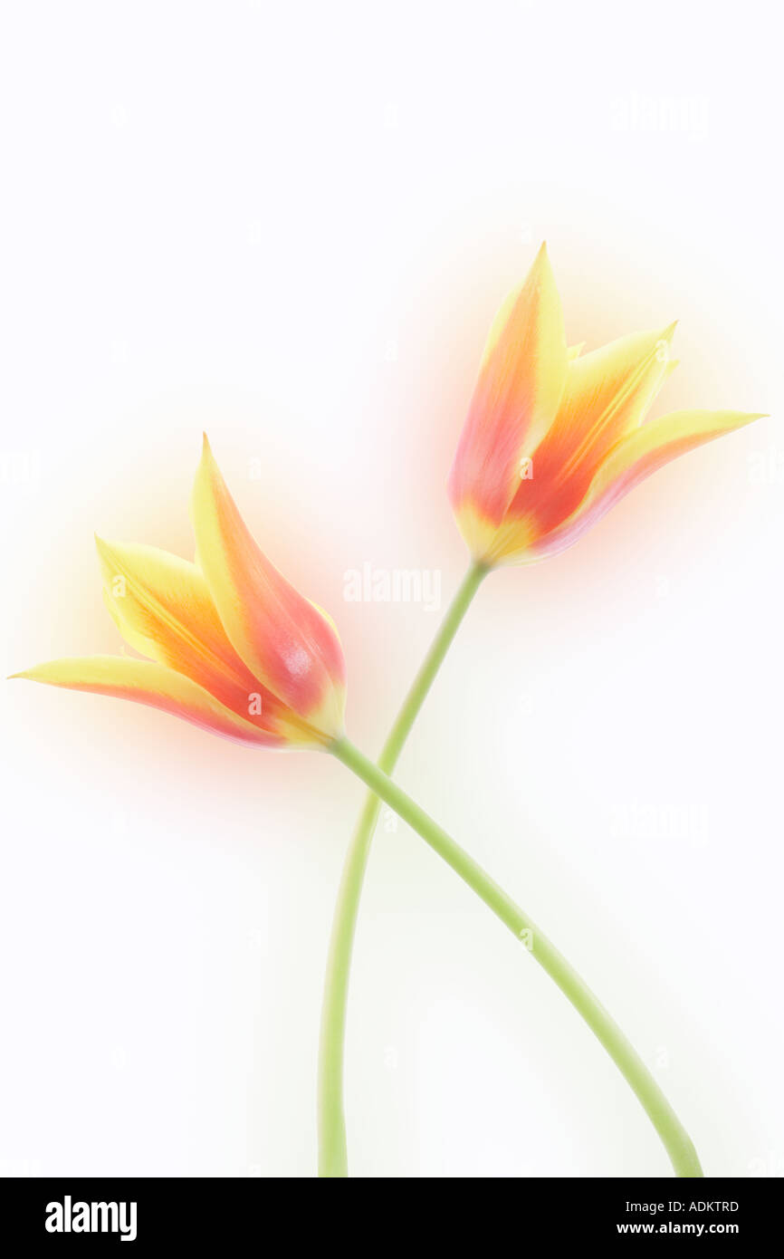 Two blooms tulips hi-res stock photography and images - Alamy