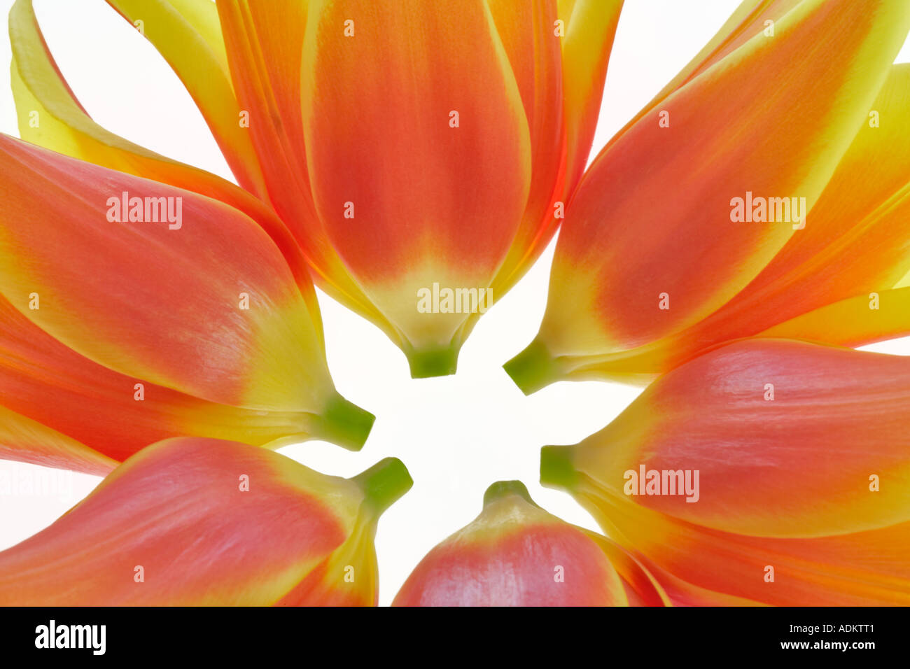 Circular heads of flowers hi-res stock photography and images - Alamy