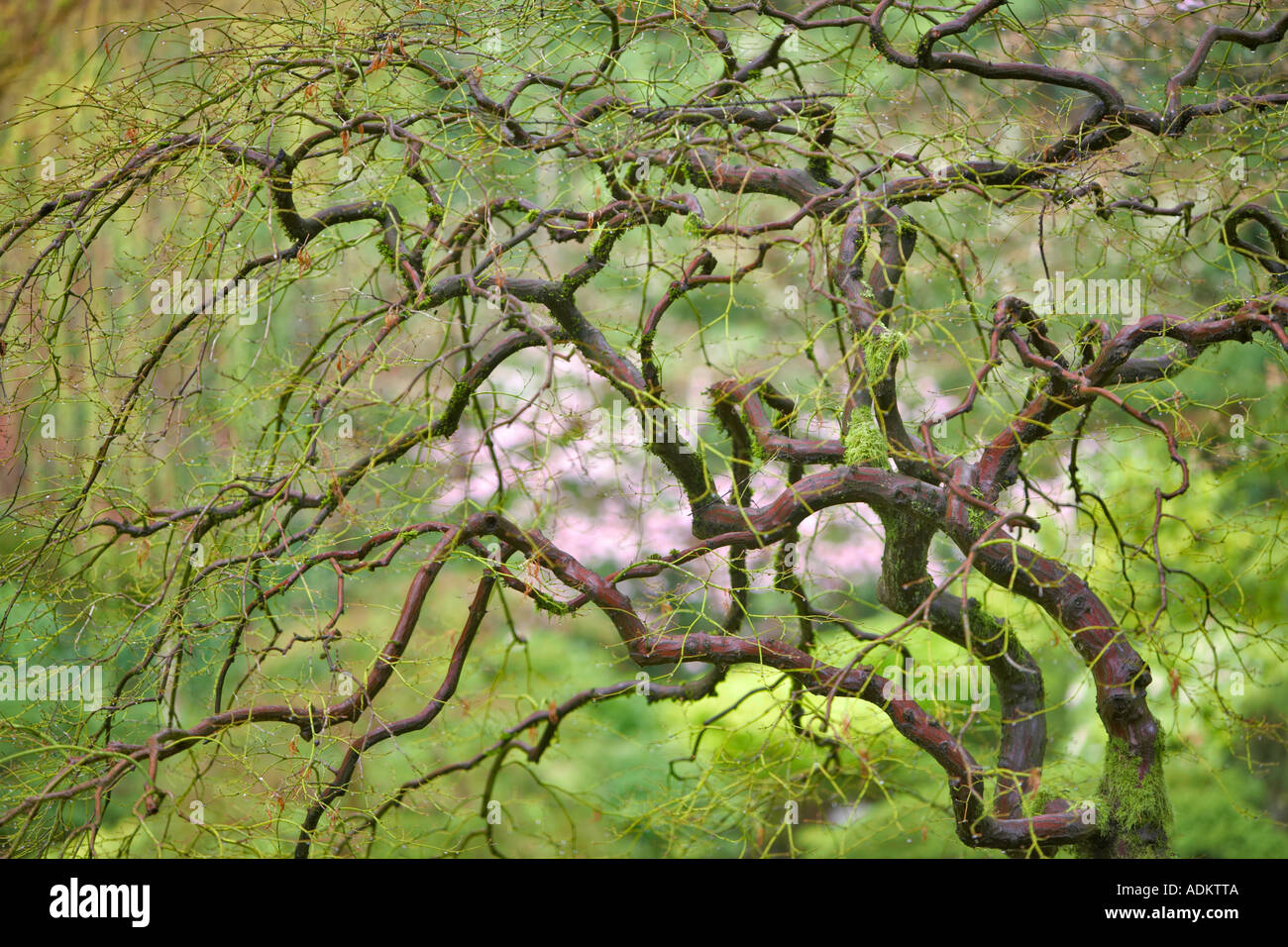 Leafless trees and evergreens hi-res stock photography and images - Alamy