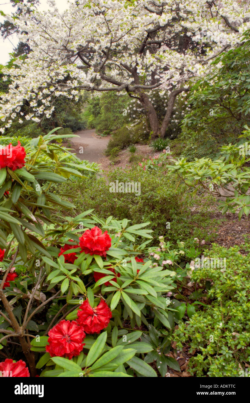 Rhododendron cherry tree in bloom with path Crystal Spring Rhododendron ...