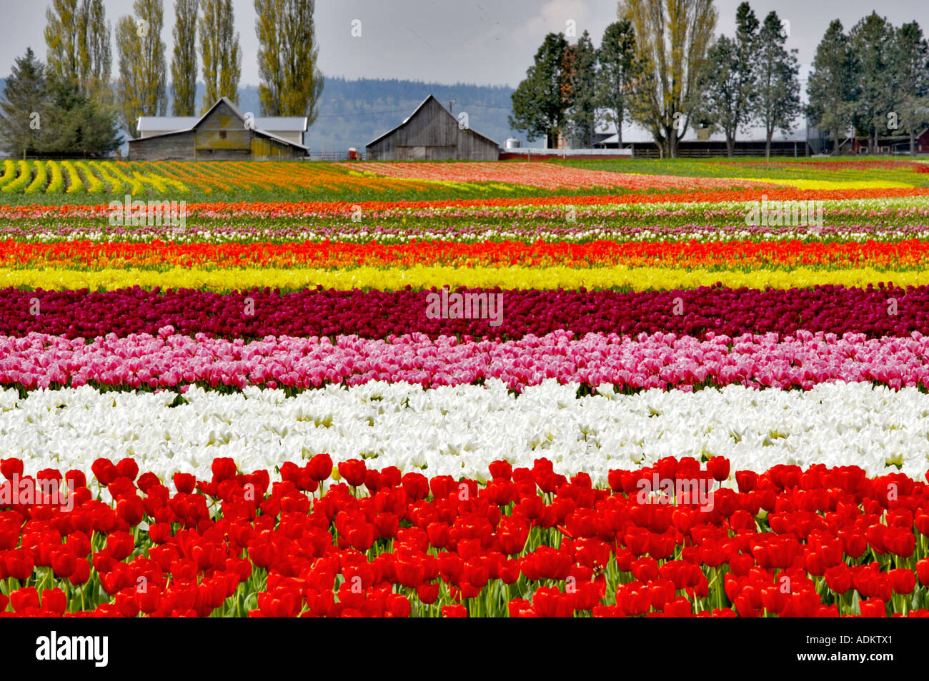 Tulip town hi-res stock photography and images - Alamy