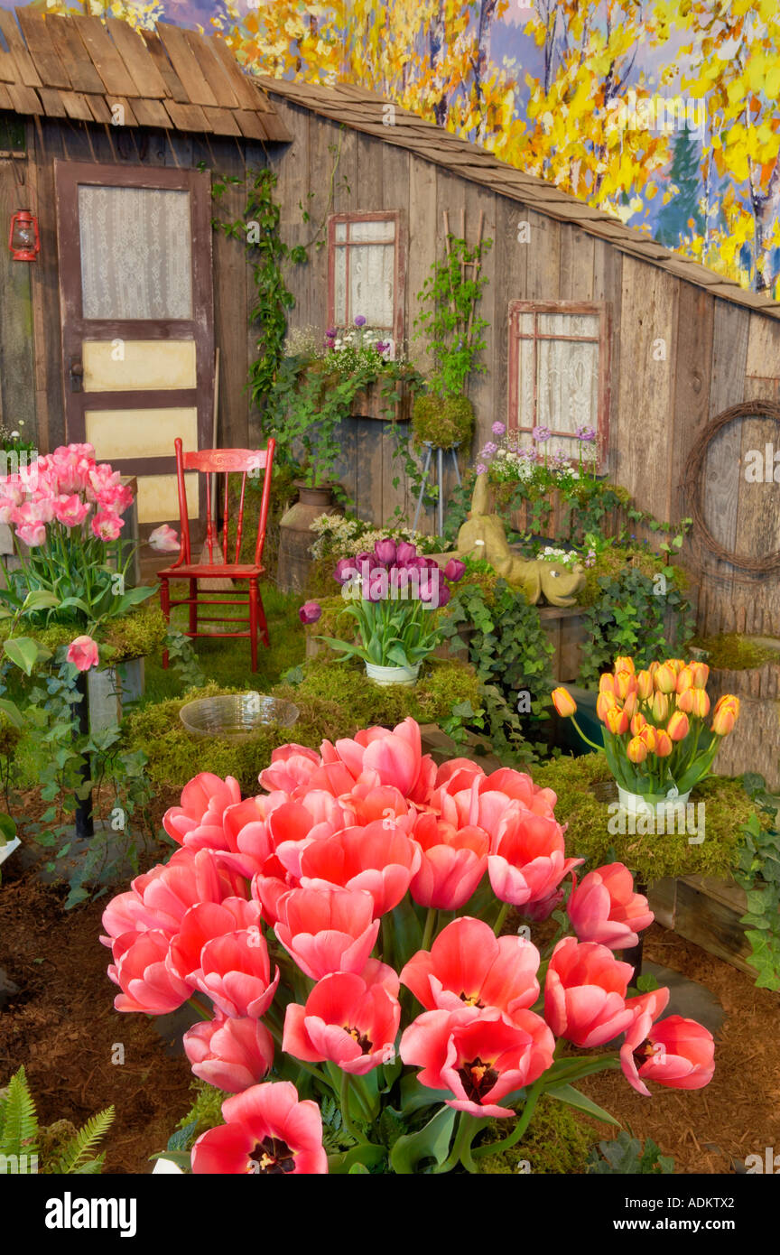 Indoor tulip display Tulip Town Mt Vernon Washington Stock Photo - Alamy