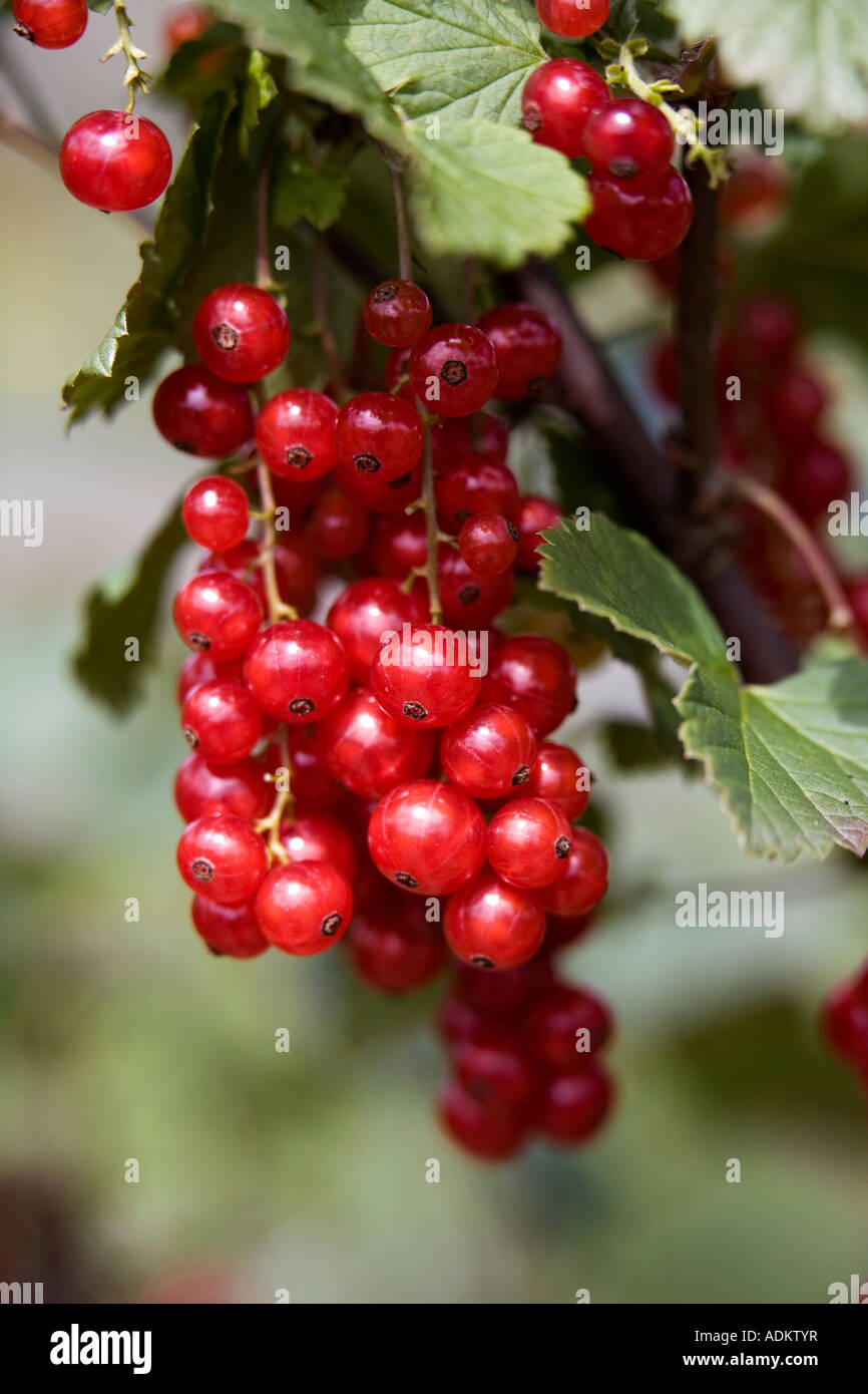 Ribes rubrum redstart hi-res stock photography and images - Alamy