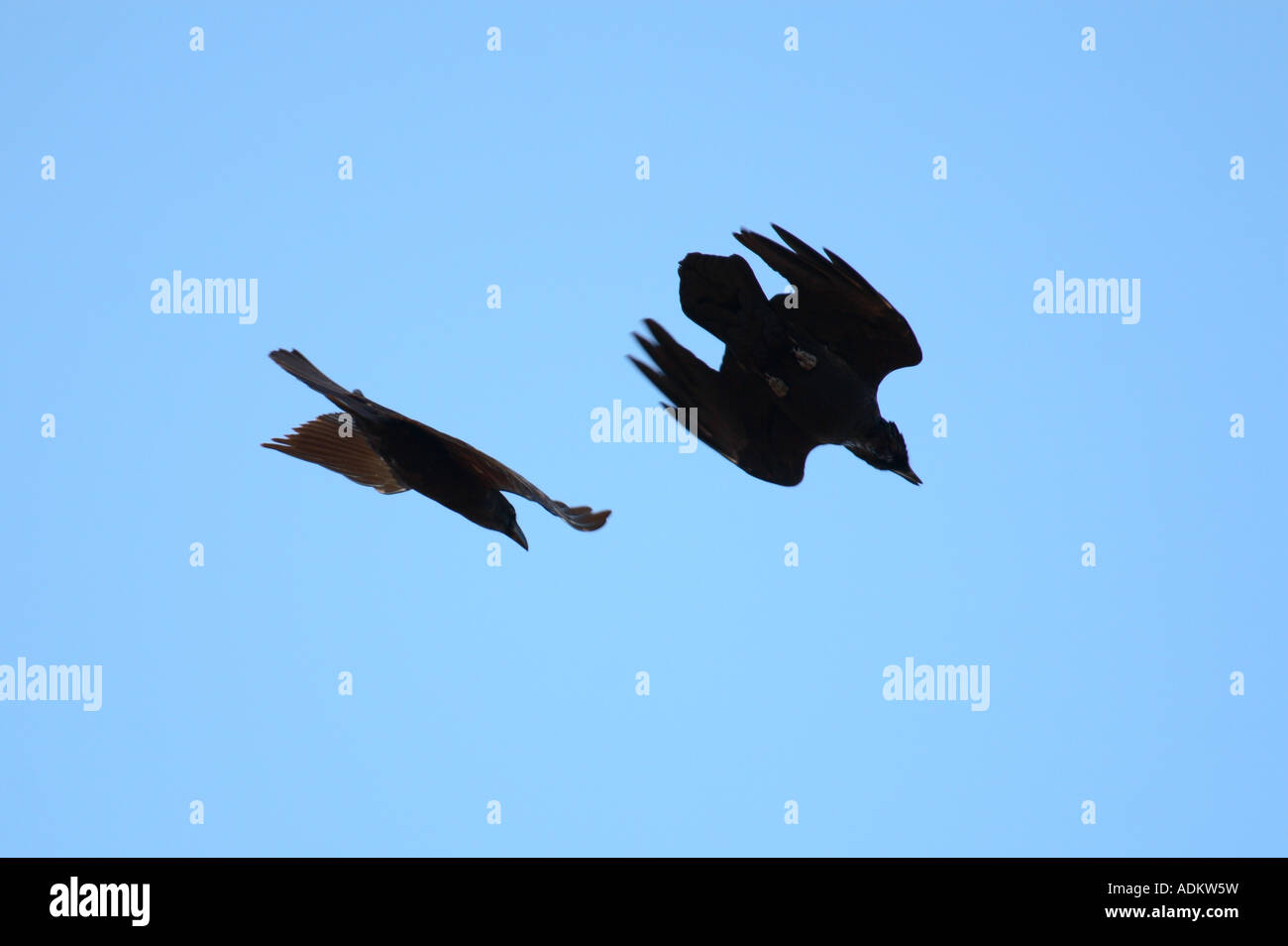 Raven show hi-res stock photography and images - Alamy