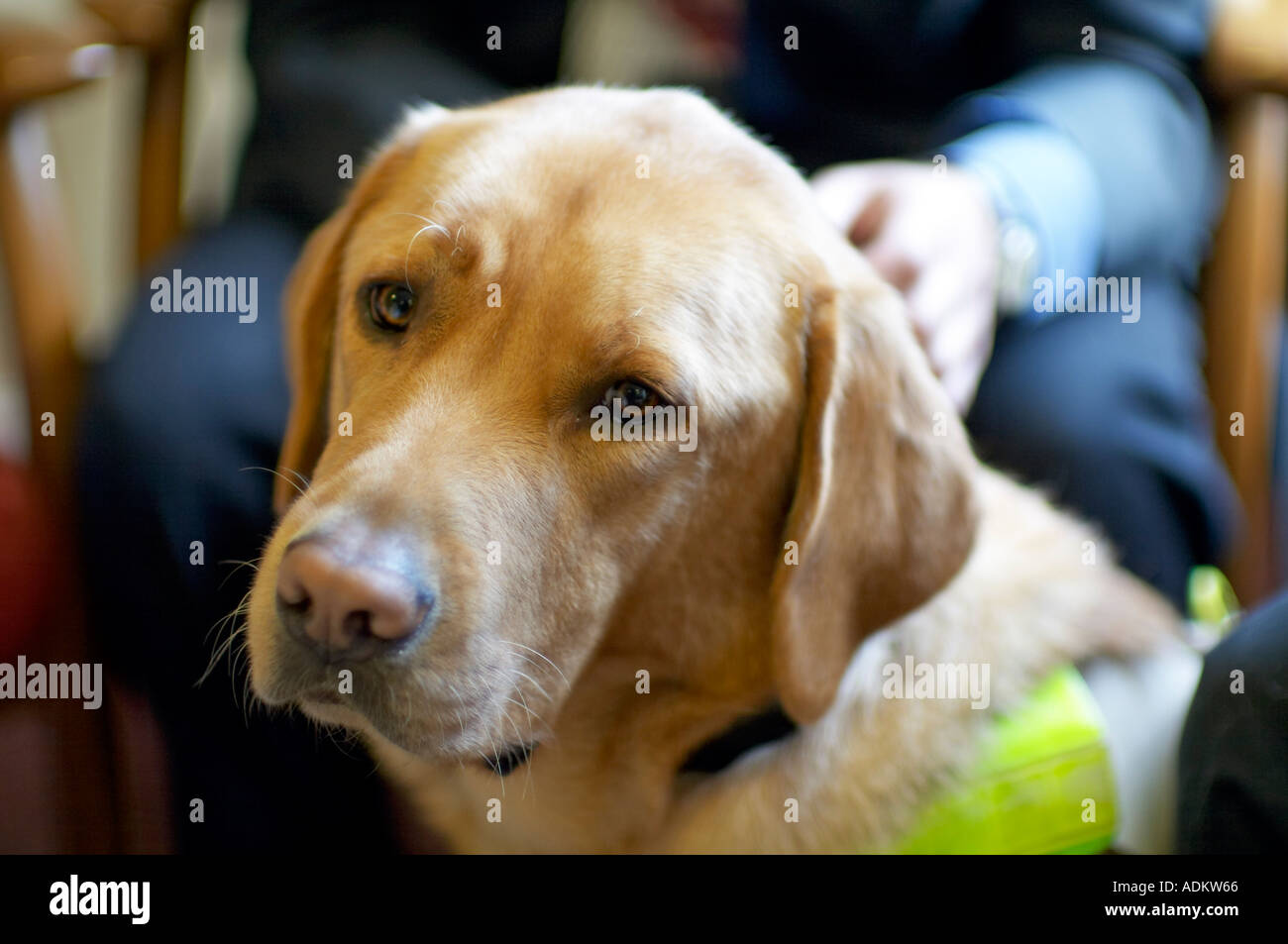 Golden labrador guide dog for the blind Stock Photo - Alamy