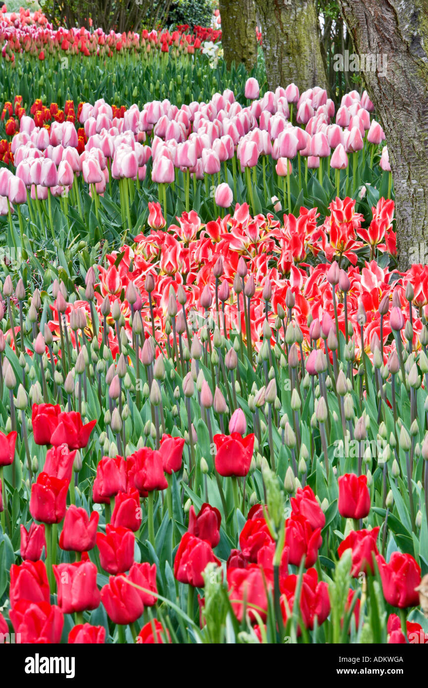Tulips beds with split rail fence Roozengaarde display garden Mt Vernon ...
