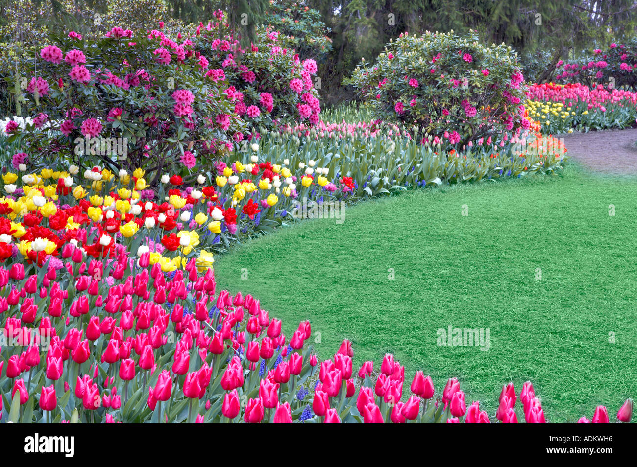 Roozengaarde display garden with path and mixed tulips and ...