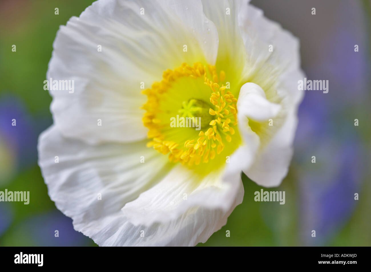 White poppy hi-res stock photography and images - Alamy