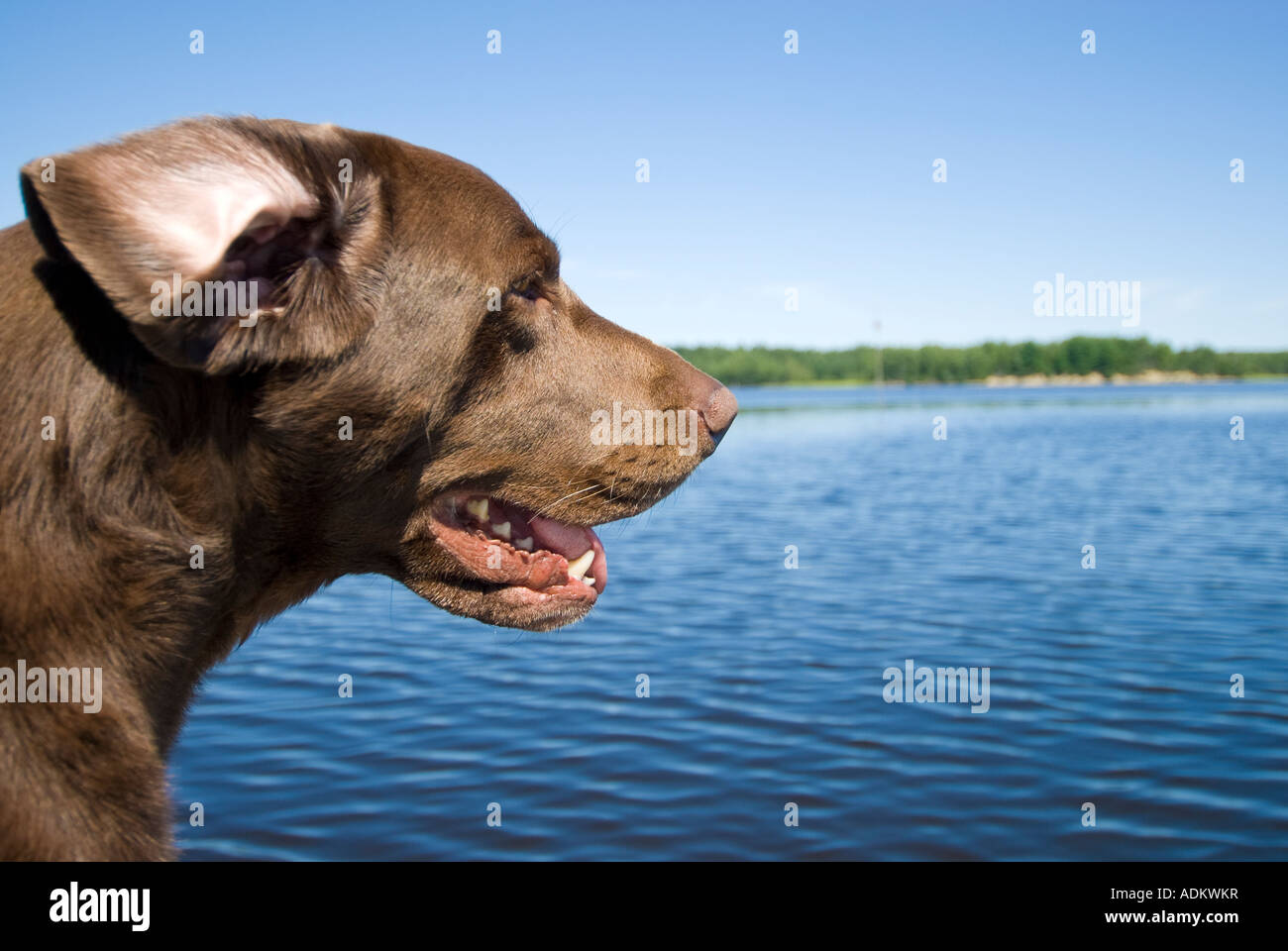 Tabusintac River with Chocolate Lab in New Brunswick Canada Stock Photo ...