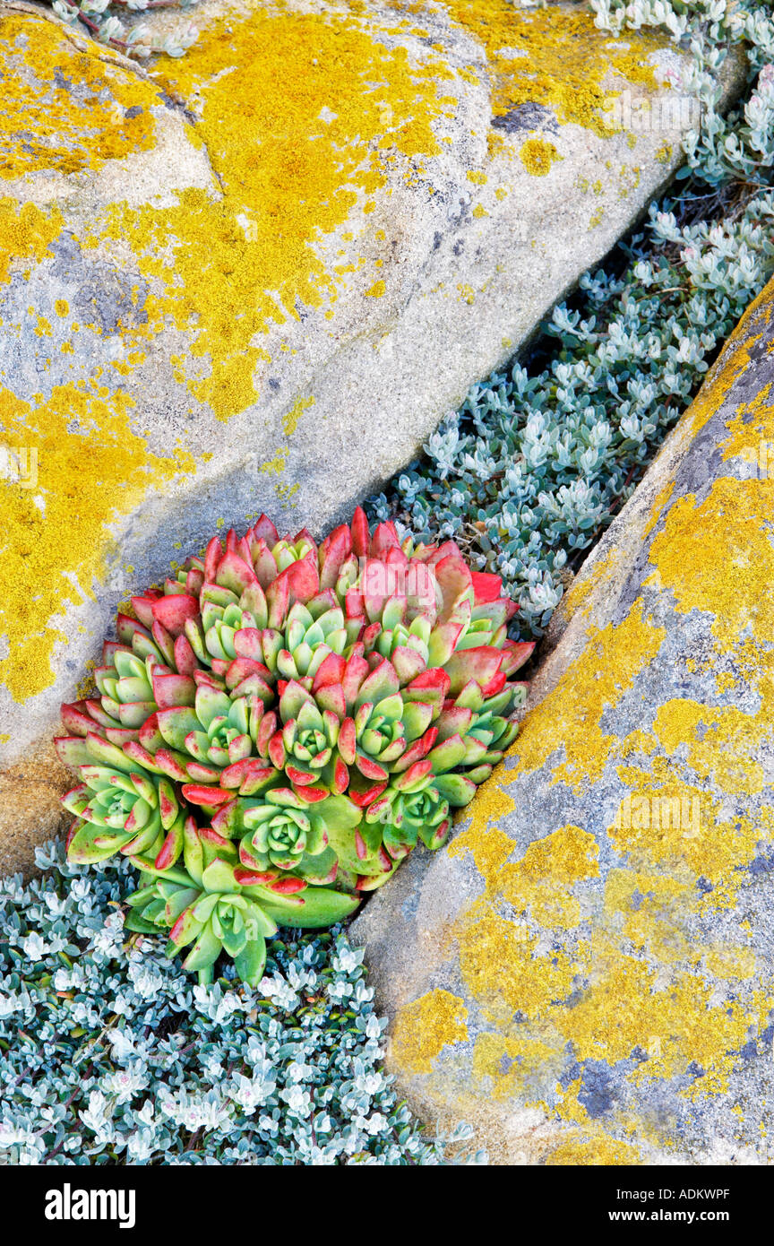 Growing iceplant hi-res stock photography and images - Alamy