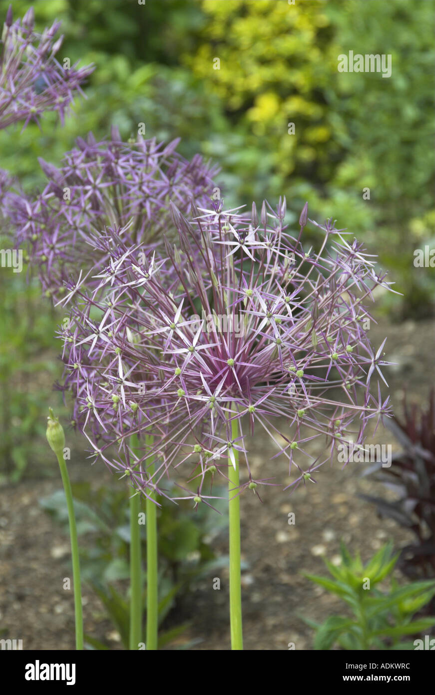 Allium christophii hi-res stock photography and images - Alamy