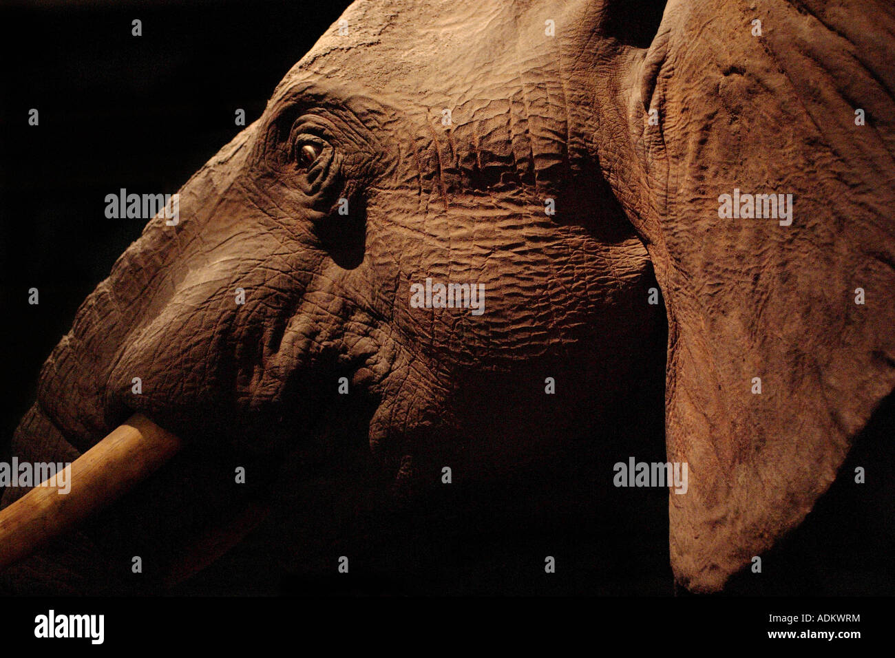 Elephant head trophy hi-res stock photography and images - Alamy