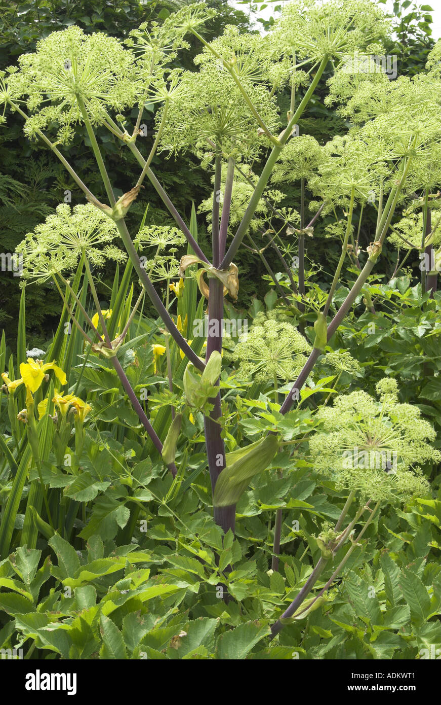 Common Angelica Angelica Sylvestris Growing As A Decorative Garden